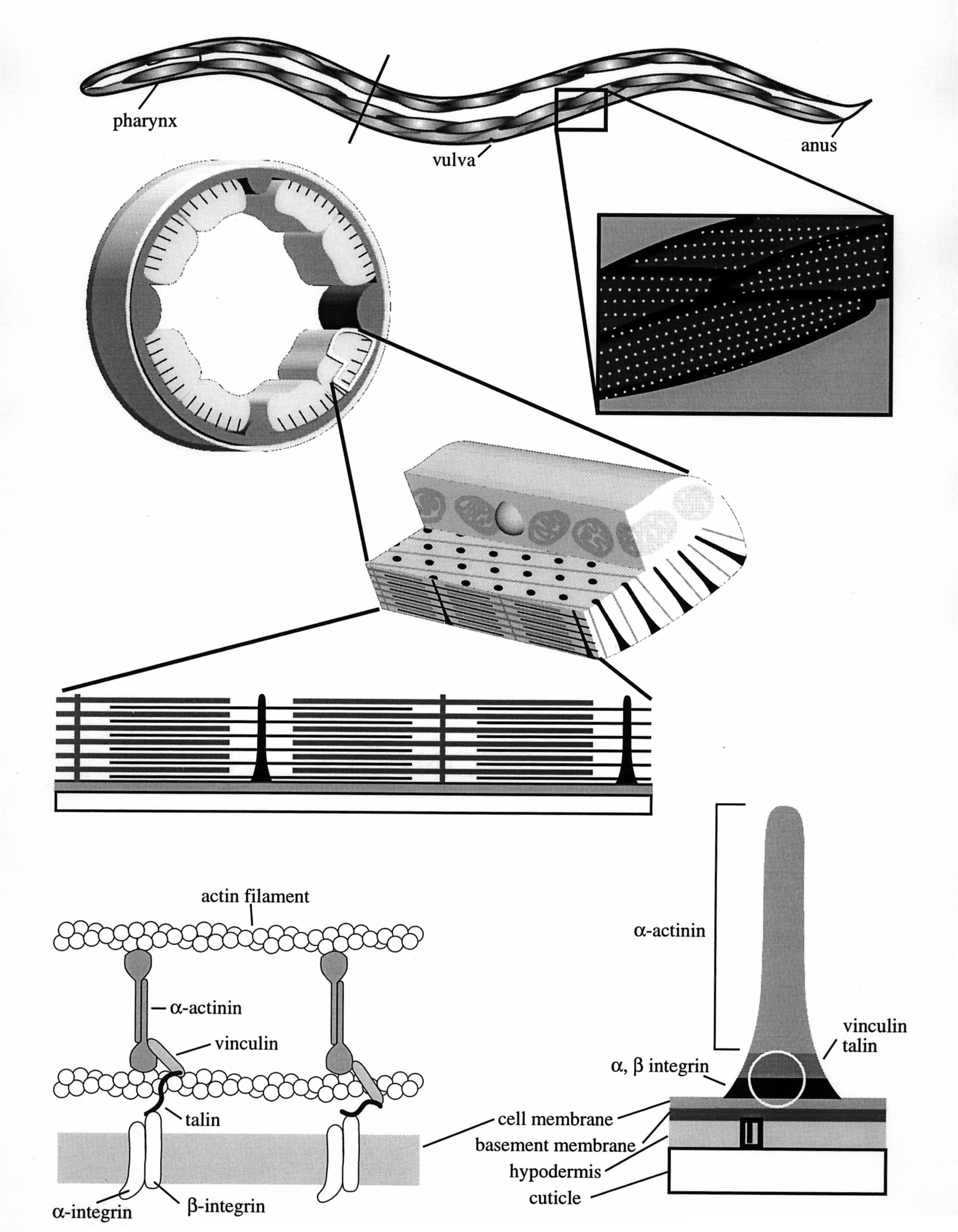 panel shows the various muscle cells within a nematode and the ...