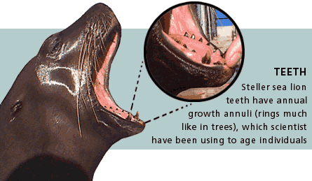 Steller sea lions physiological changes: Marine Mammal Research ...